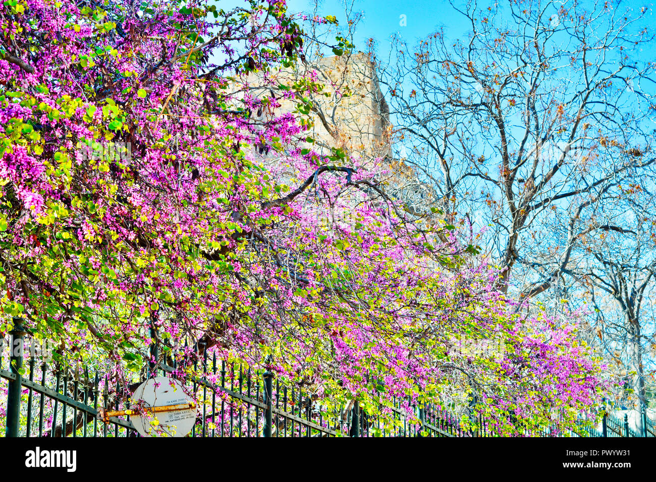 Trees in the Forest with Cheerful Colors in Athens Greece, Feel the ...