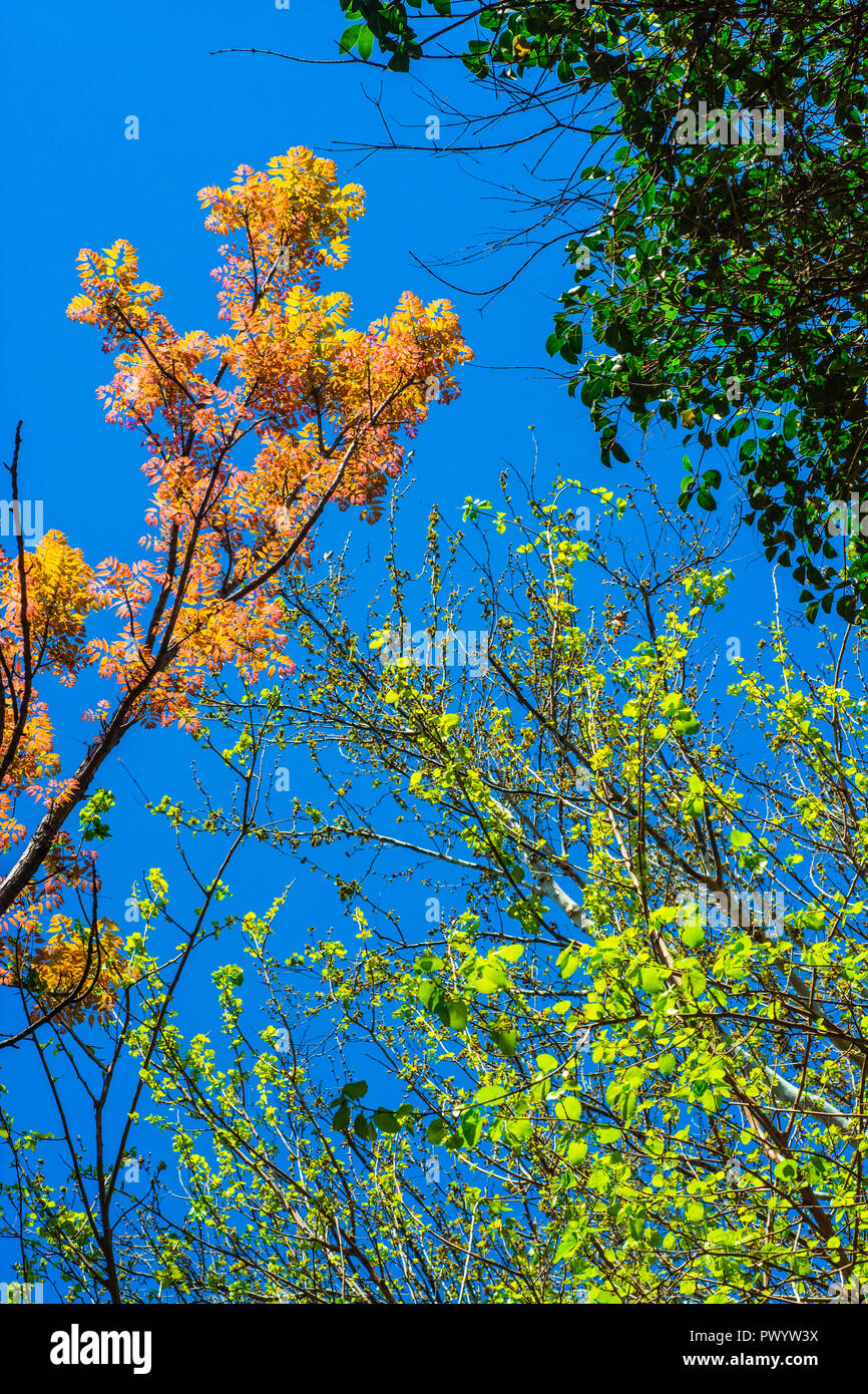 Trees in the Forest with Cheerful Colors in Athens Greece, Feel the ...