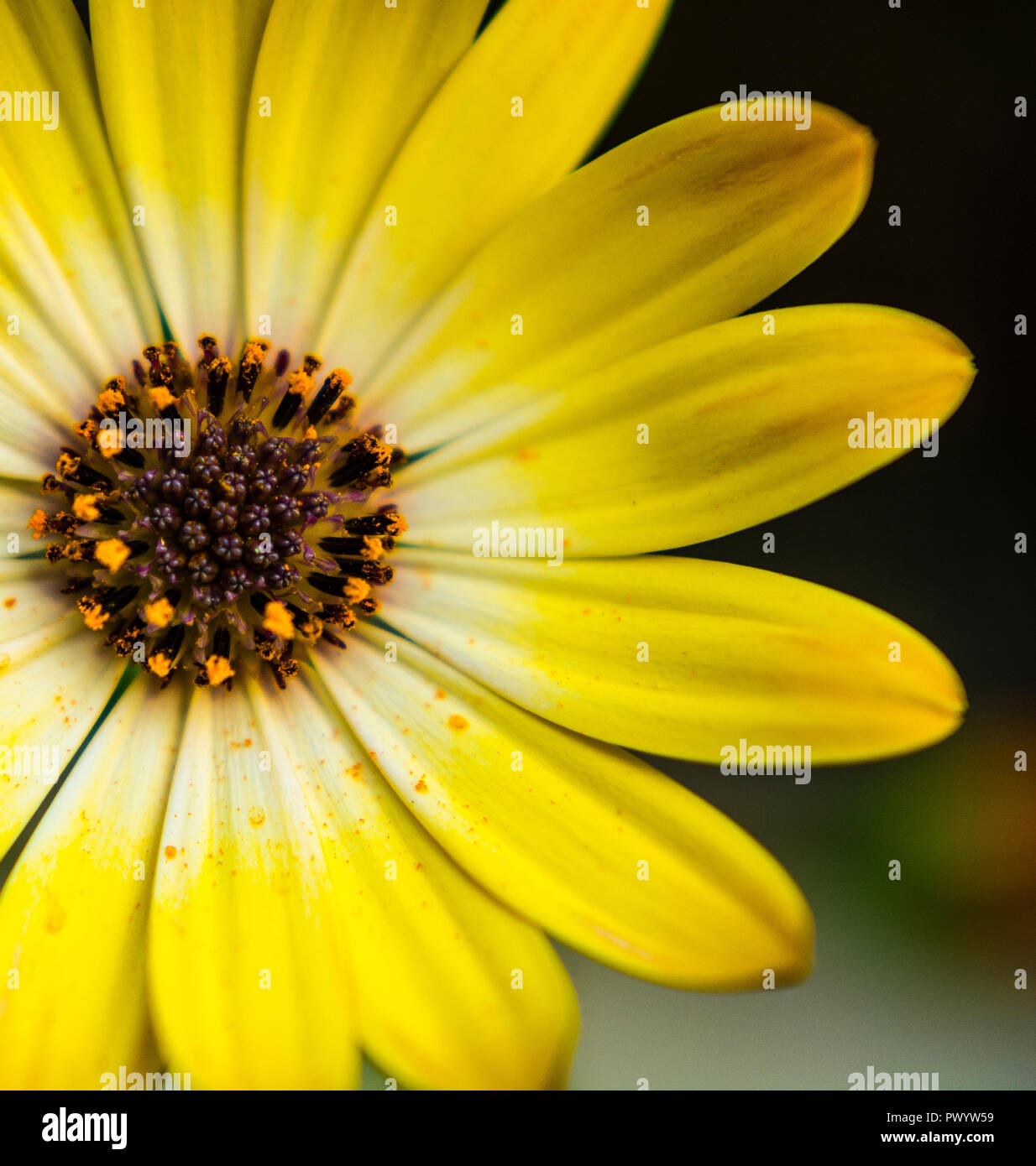 Spring Flowers with Cheerful Colors in the Athens National Garden, Feel ...