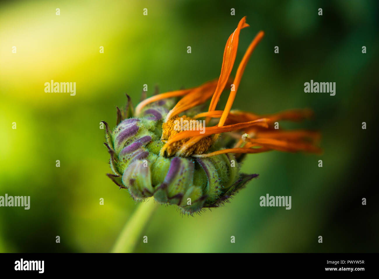 Spring Flowers with Cheerful Colors in the Athens National Garden, Feel ...