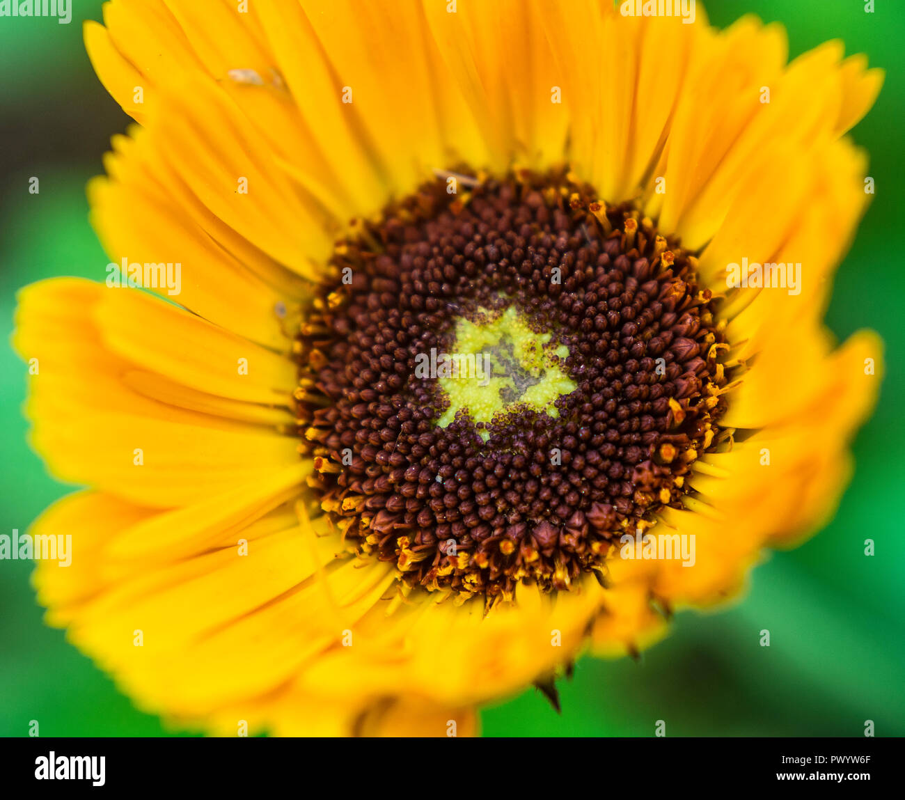 Spring Flowers with Cheerful Colors in the Athens National Garden, Feel ...