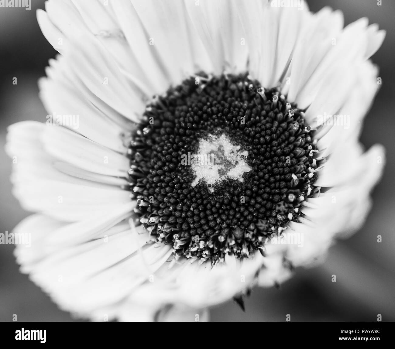 Nature in modern day athens hi-res stock photography and images - Alamy