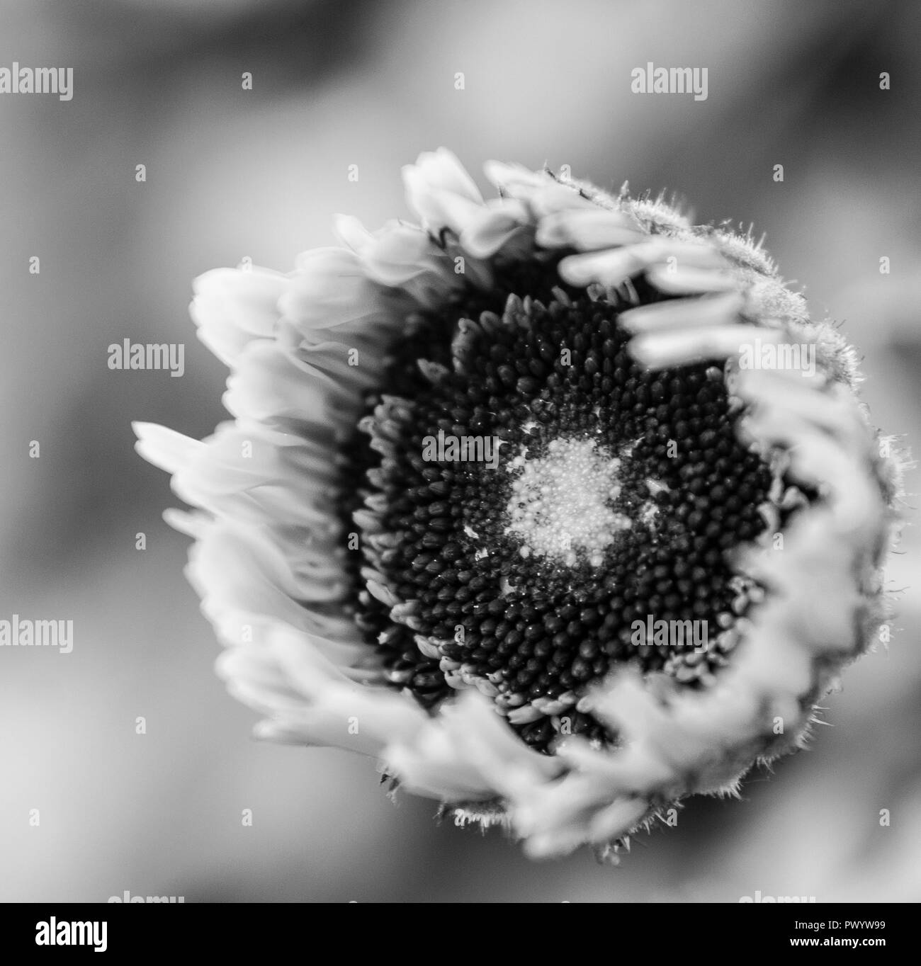 Nature in modern day athens hi-res stock photography and images - Alamy