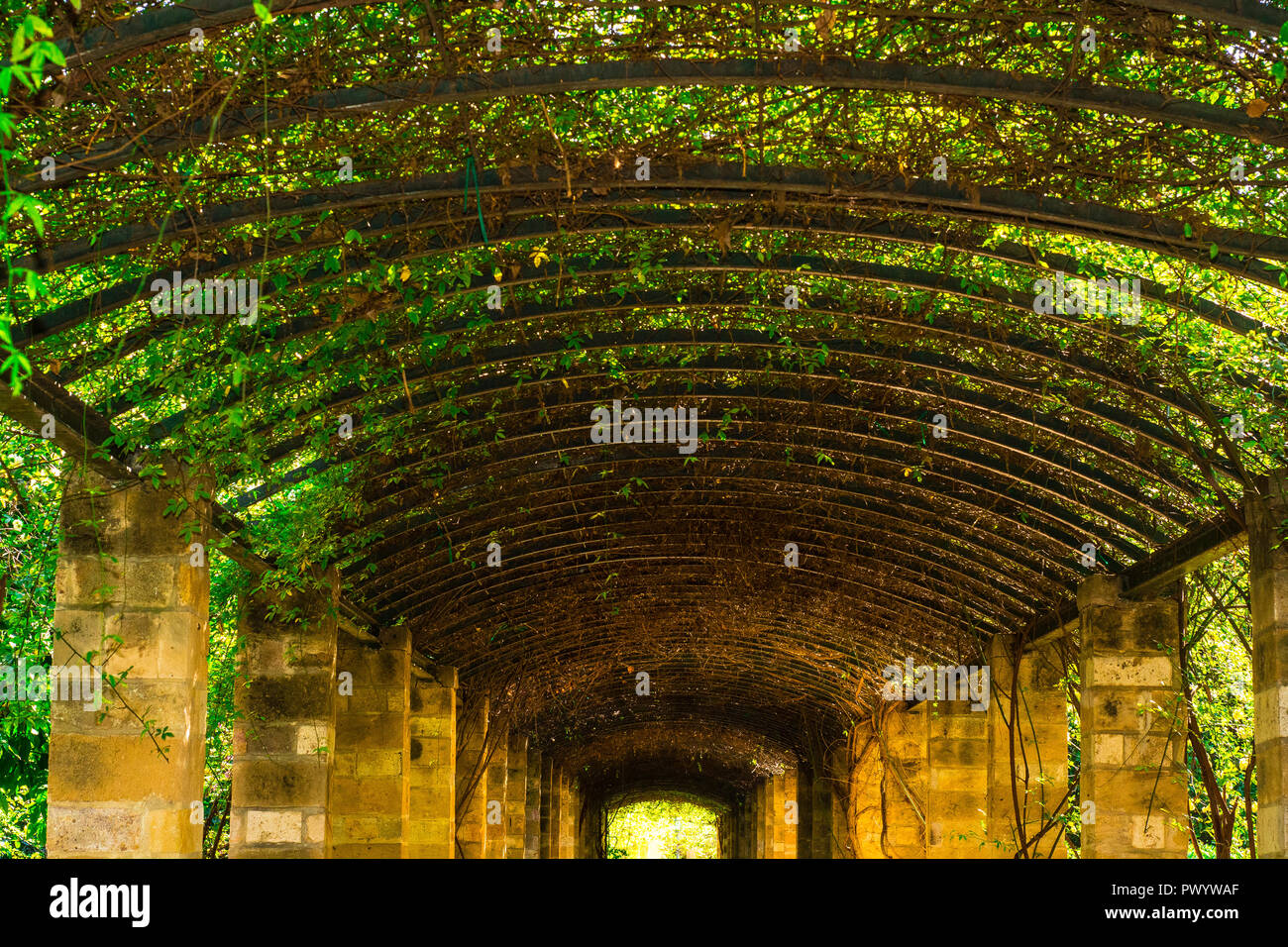 Trees in the Forest with Cheerful Colors in Athens Greece, Feel the ...