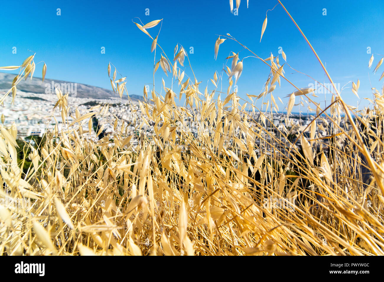 The Mesmerizing & Cheerful Colors of Nature all around us, Athens ...