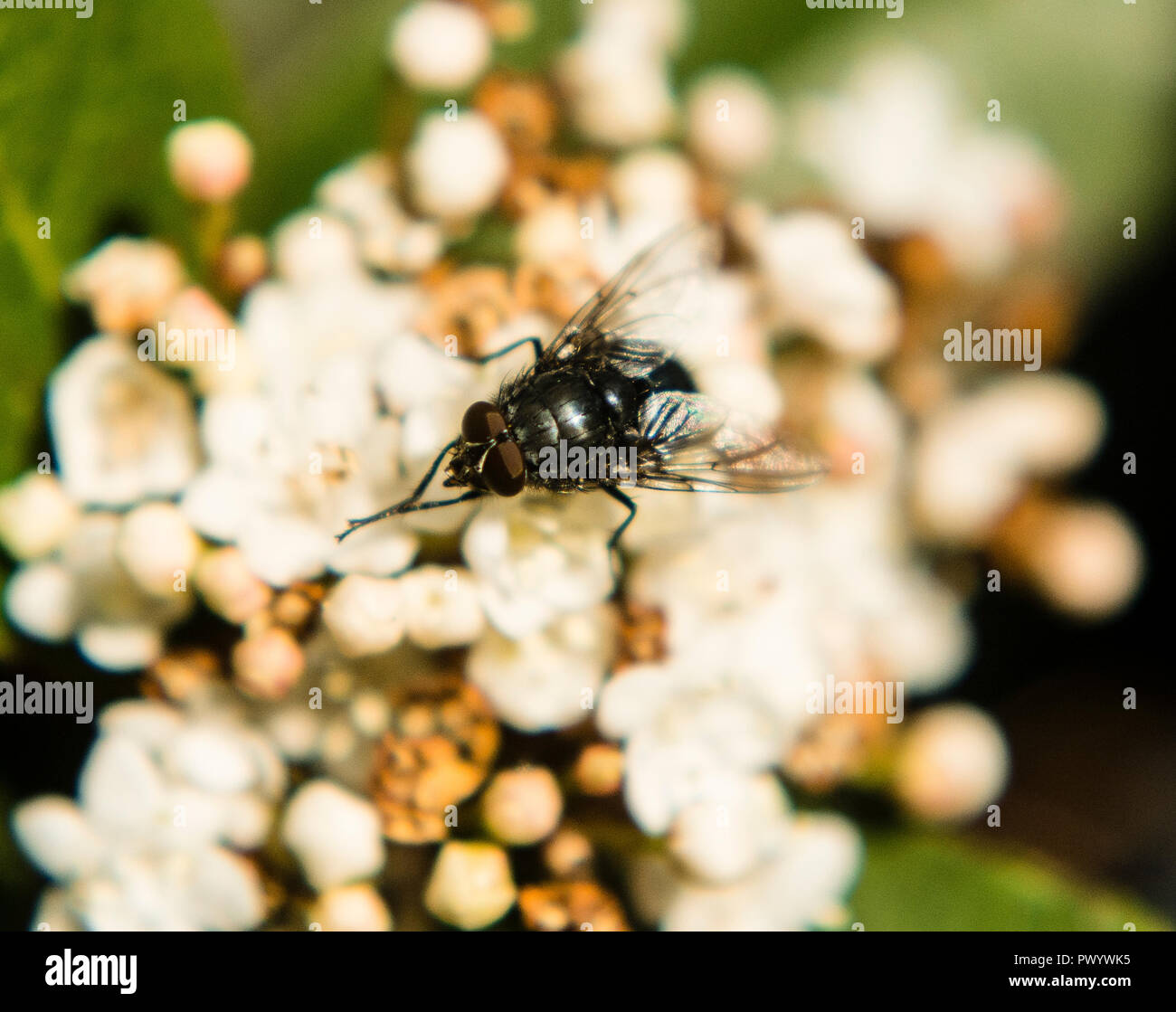 Nature in modern day athens hi-res stock photography and images - Alamy