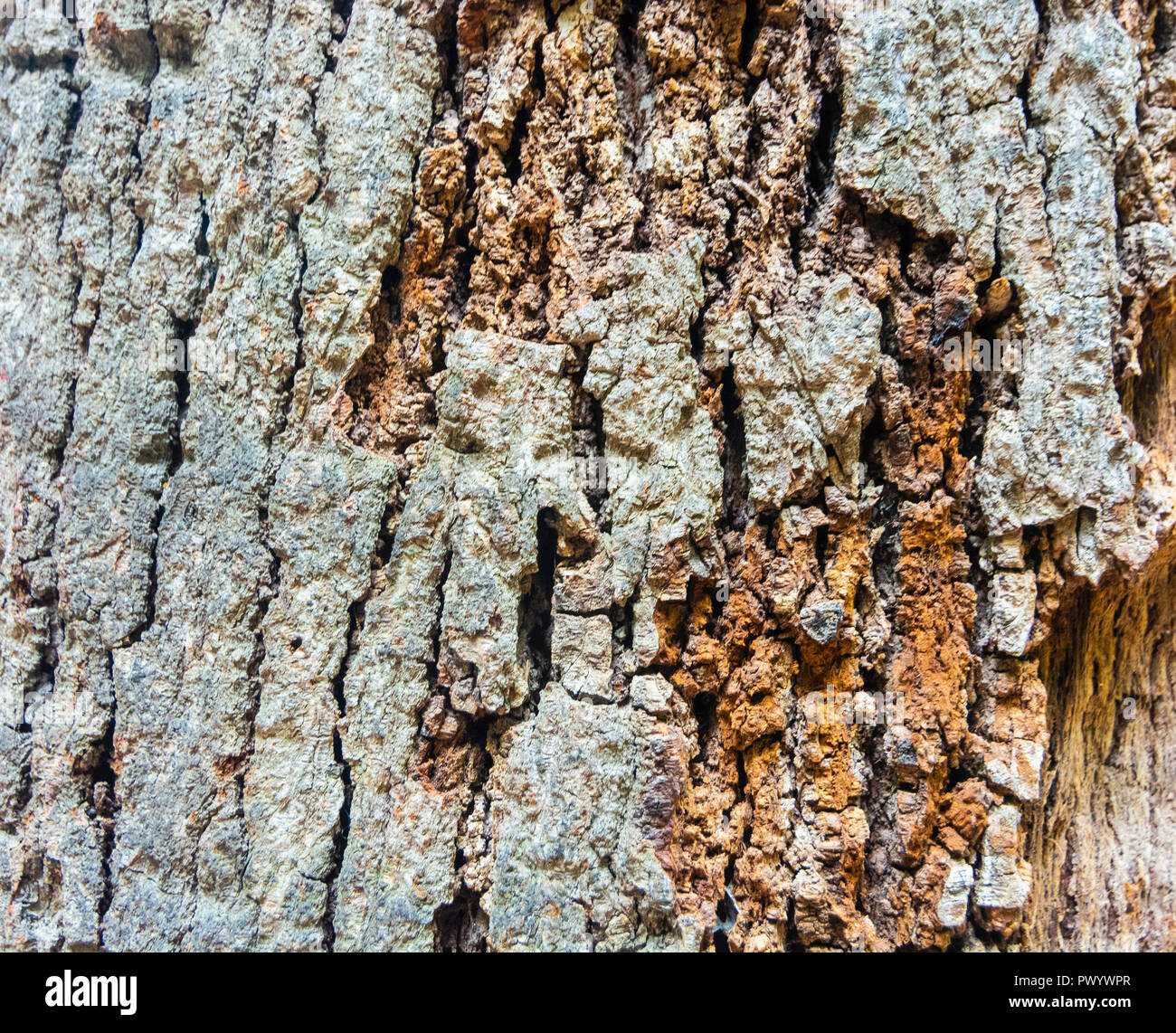 Macro Surface, The Beauty of the Unseen Abstract Textures & Backgrounds ...