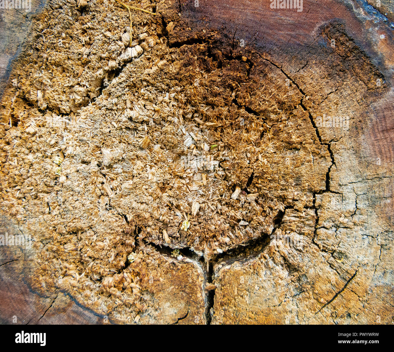 Macro Surface, The Beauty of the Unseen Abstract Textures & Backgrounds ...