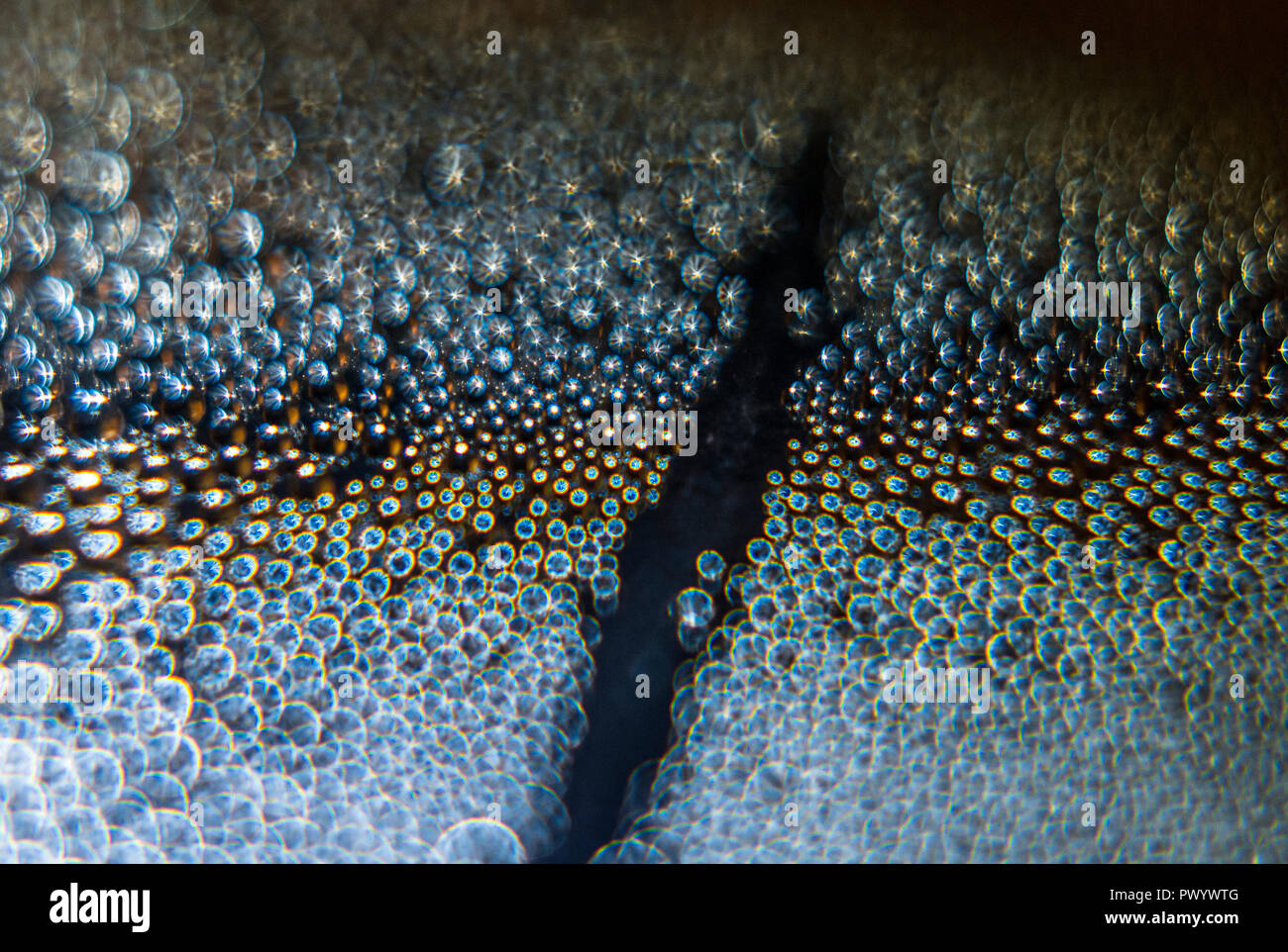 Macro Surface in the Kitchen, a Secret Universe of Bubbles and Water ...