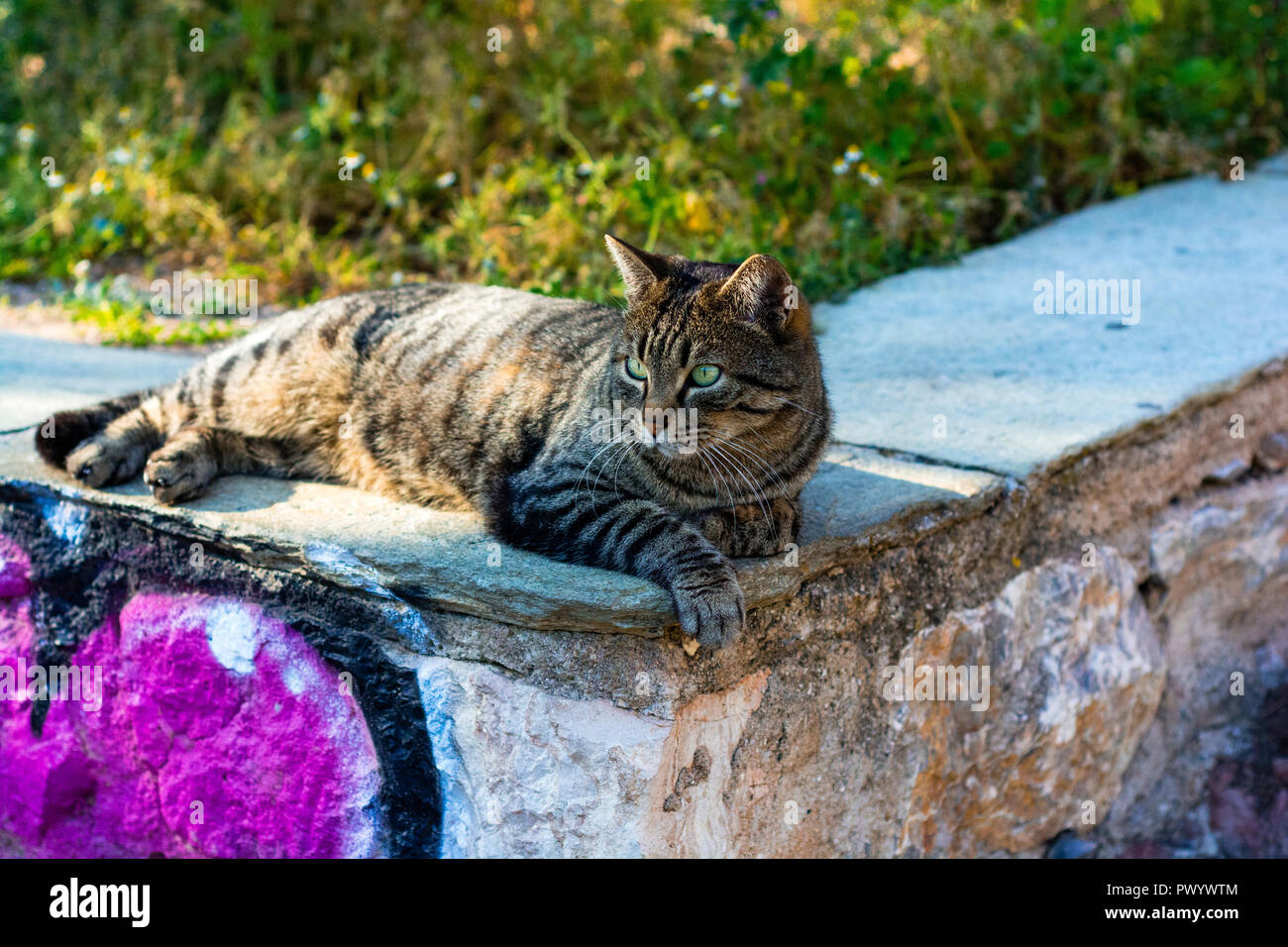 Cat looking camera in athens hi-res stock photography and images - Alamy