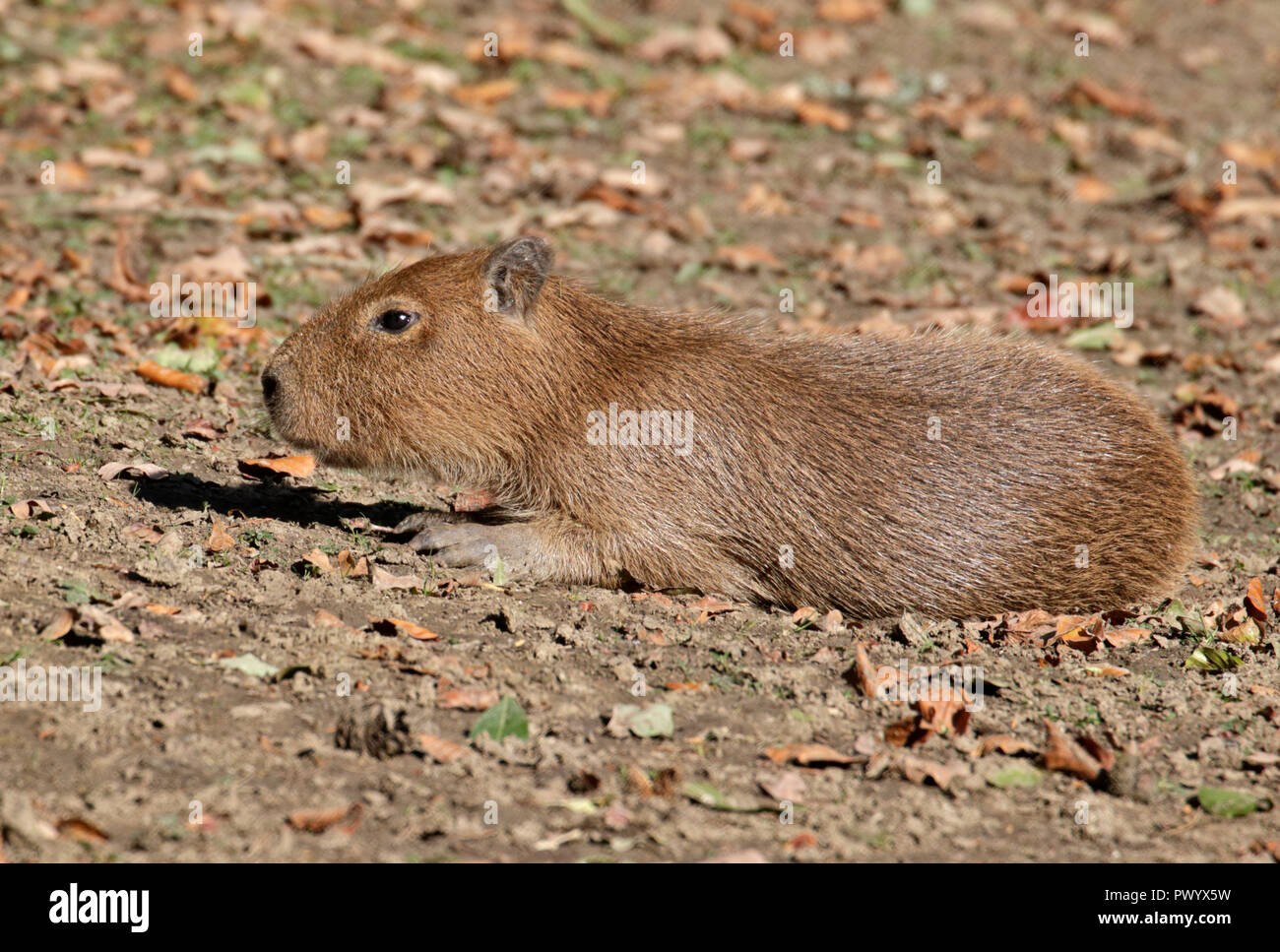 Capybara Young (hydrochoerus hydrochaeris Stock Photo - Alamy