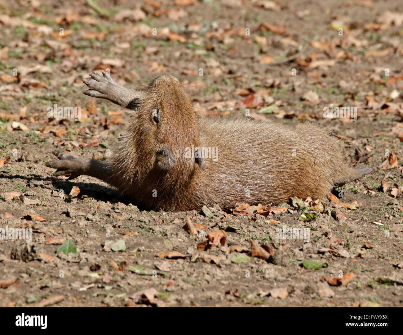 Young capybaras hi-res stock photography and images - Alamy