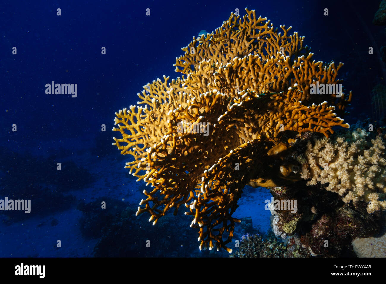 fire coral at the Red Sea Egypt Stock Photo - Alamy