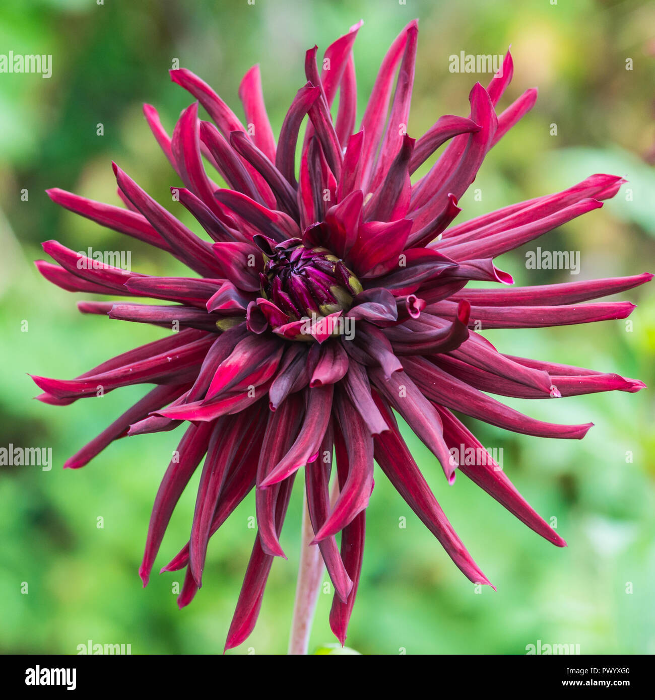 Maroon flower hi-res stock photography and images - Alamy