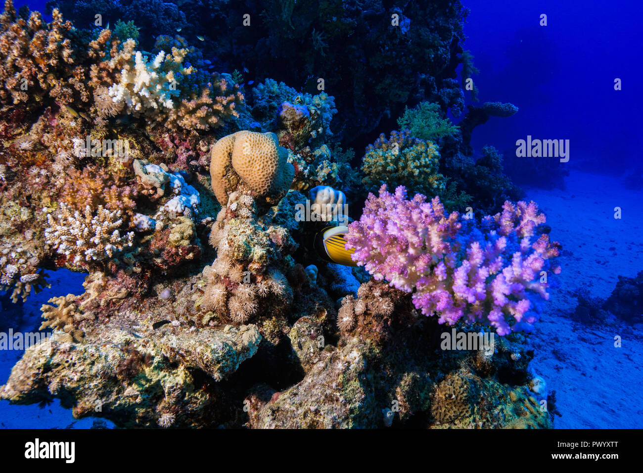 Coral reef at the Red Sea Egypt Stock Photo - Alamy