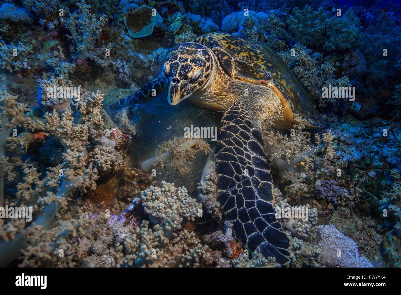 Sea Turtle at the Red Sea Egypt Stock Photo - Alamy