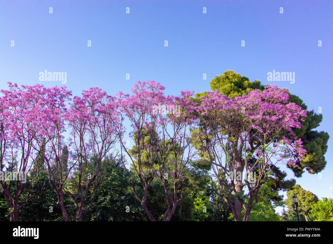 Trees in the Forest with Cheerful Colors in Athens Greece, Feel the ...