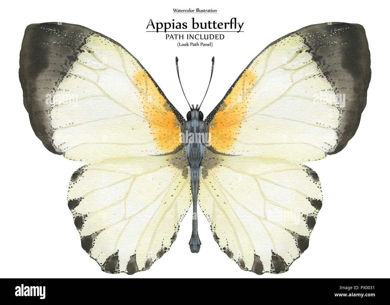 White and yellow butterfly Appias by watercolor. Realistic illustration ...