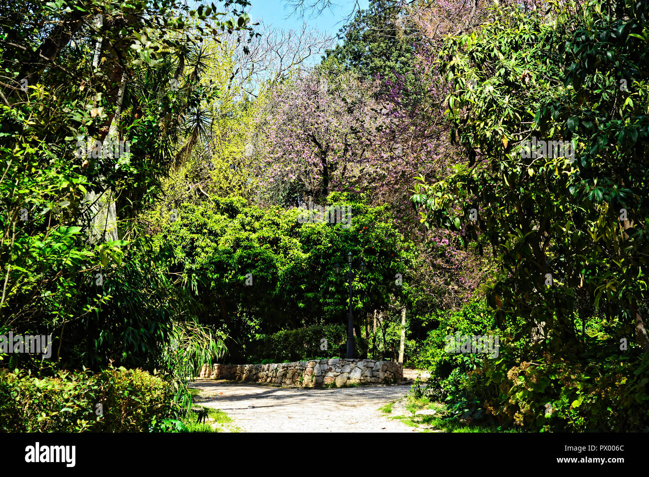 Trees in the Forest with Cheerful Colors in Athens Greece, Feel the ...