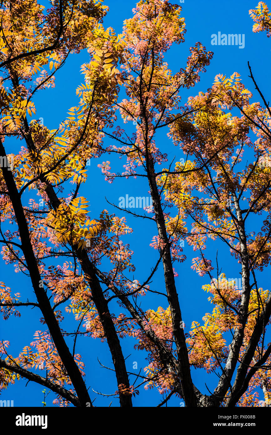 Trees in the Forest with Cheerful Colors in Athens Greece, Feel the ...