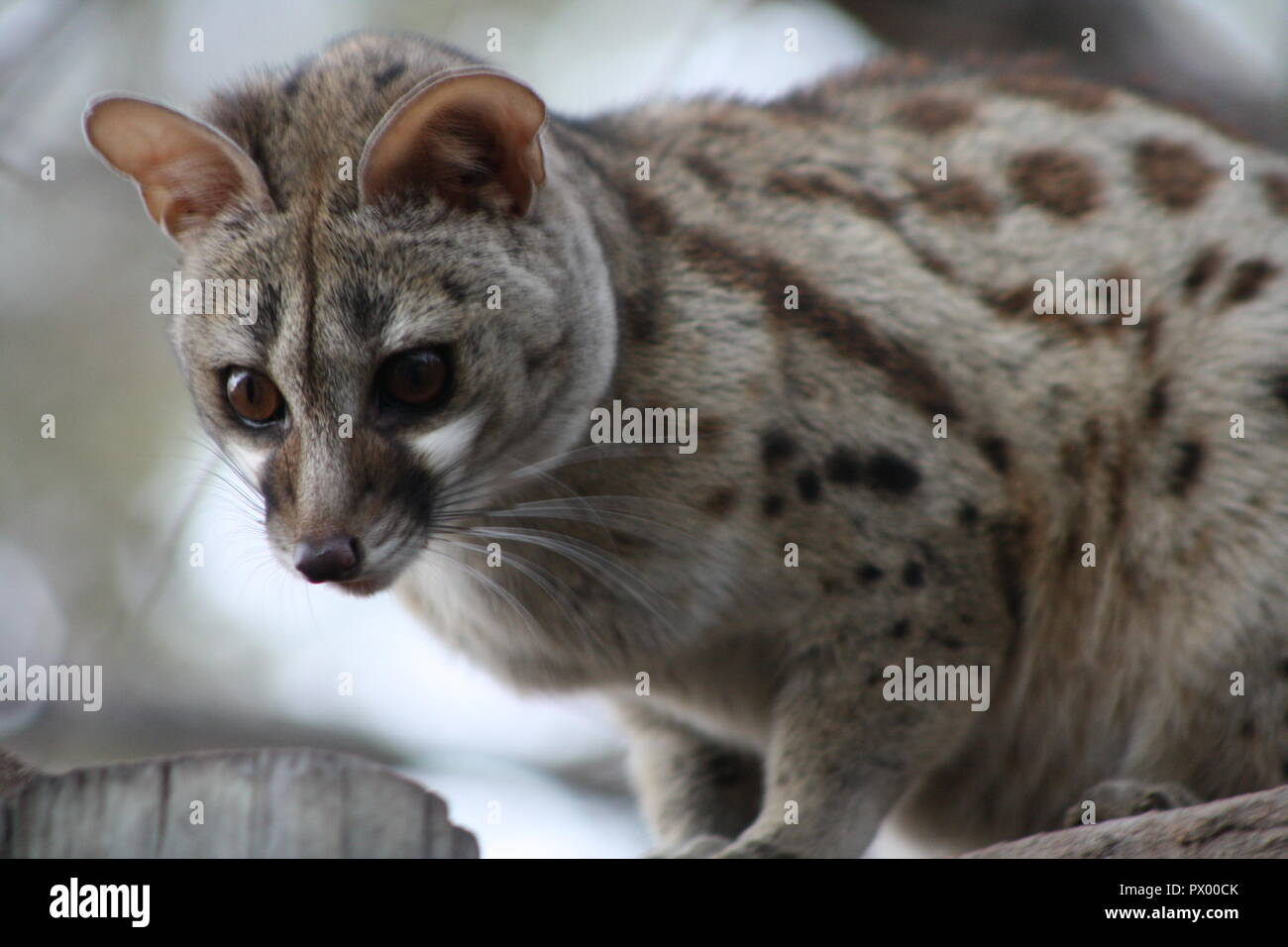 Small Spotted Genet High Resolution Stock Photography and Images - Alamy
