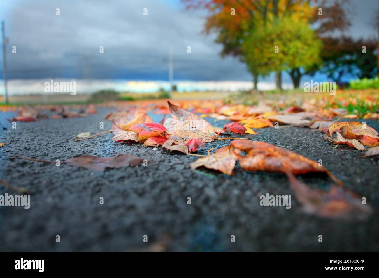 Colorful leaves on trees hi-res stock photography and images - Alamy