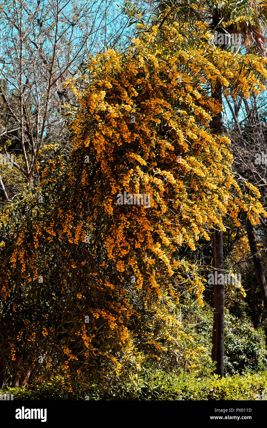 Trees in the Forest with Cheerful Colors in Athens Greece, Feel the ...