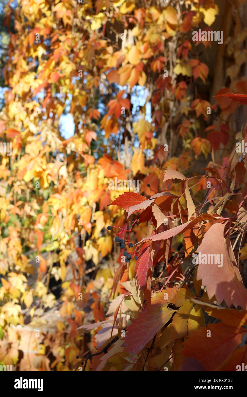 Golden leaf vines hi-res stock photography and images - Alamy