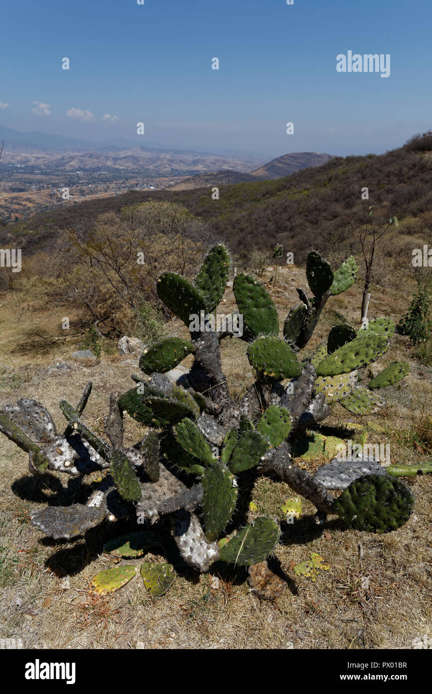 Site museum of monte alban hi-res stock photography and images - Alamy