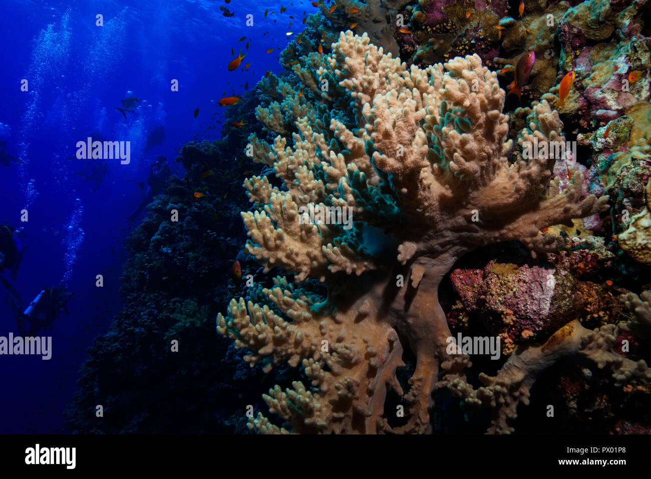 Scuba diver red finger hi-res stock photography and images - Alamy