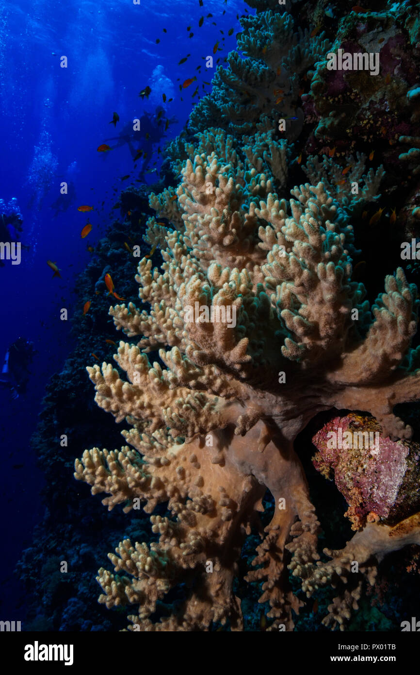 leather finger coral at the Red Sea Egypt Stock Photo - Alamy