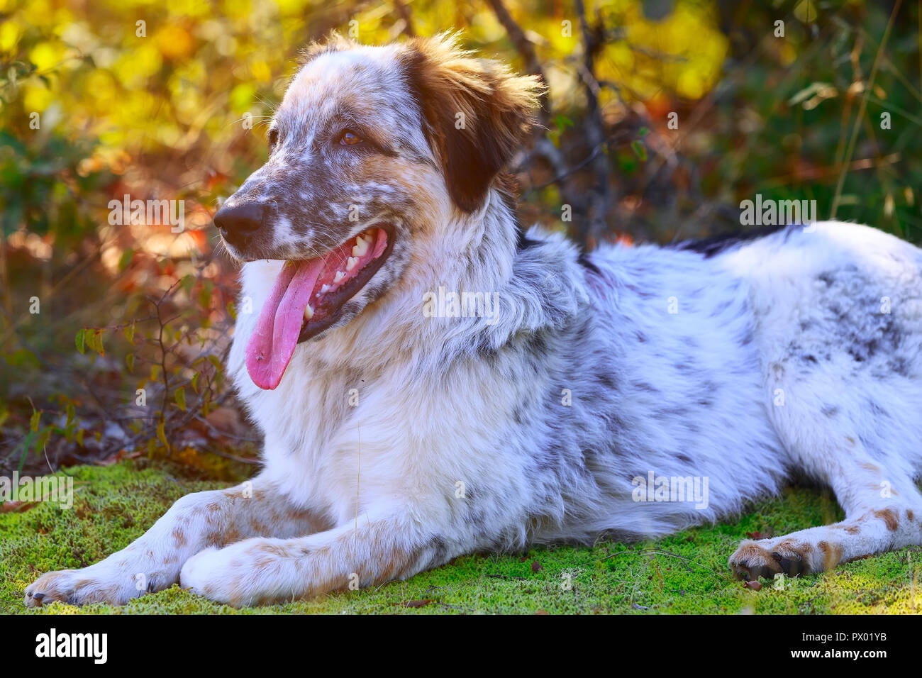 Bulgarian sheepdog hi-res stock photography and images - Alamy