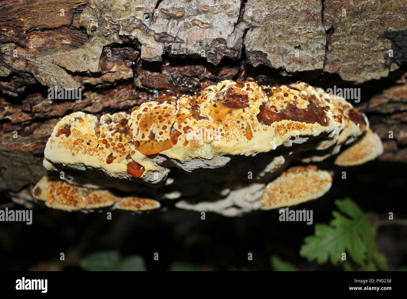 Alder Bracket - Inonotus radiatus young specimen Stock Photo - Alamy