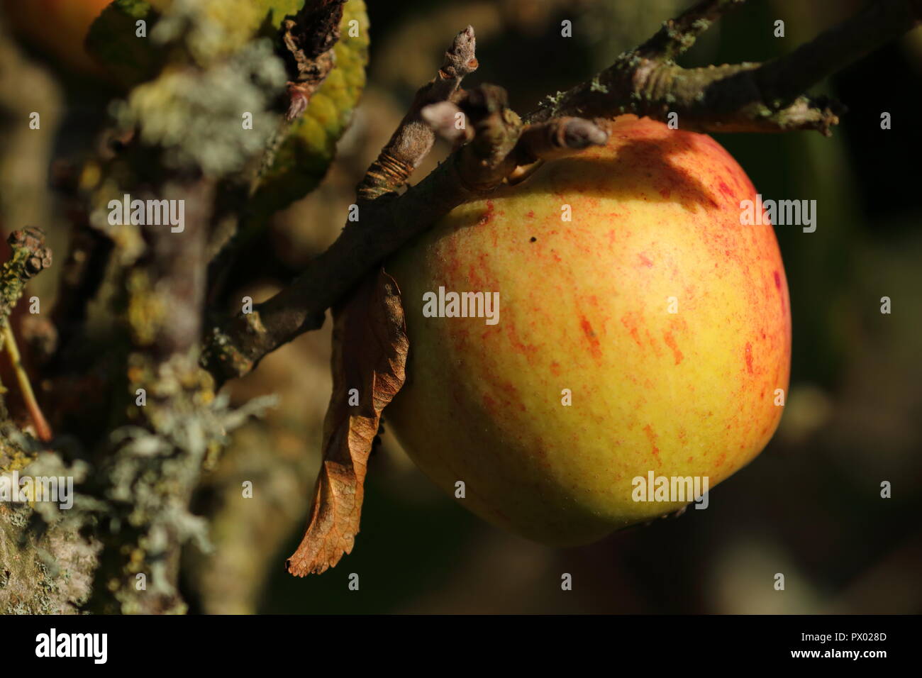 Coxs pinnin orange hi-res stock photography and images - Alamy