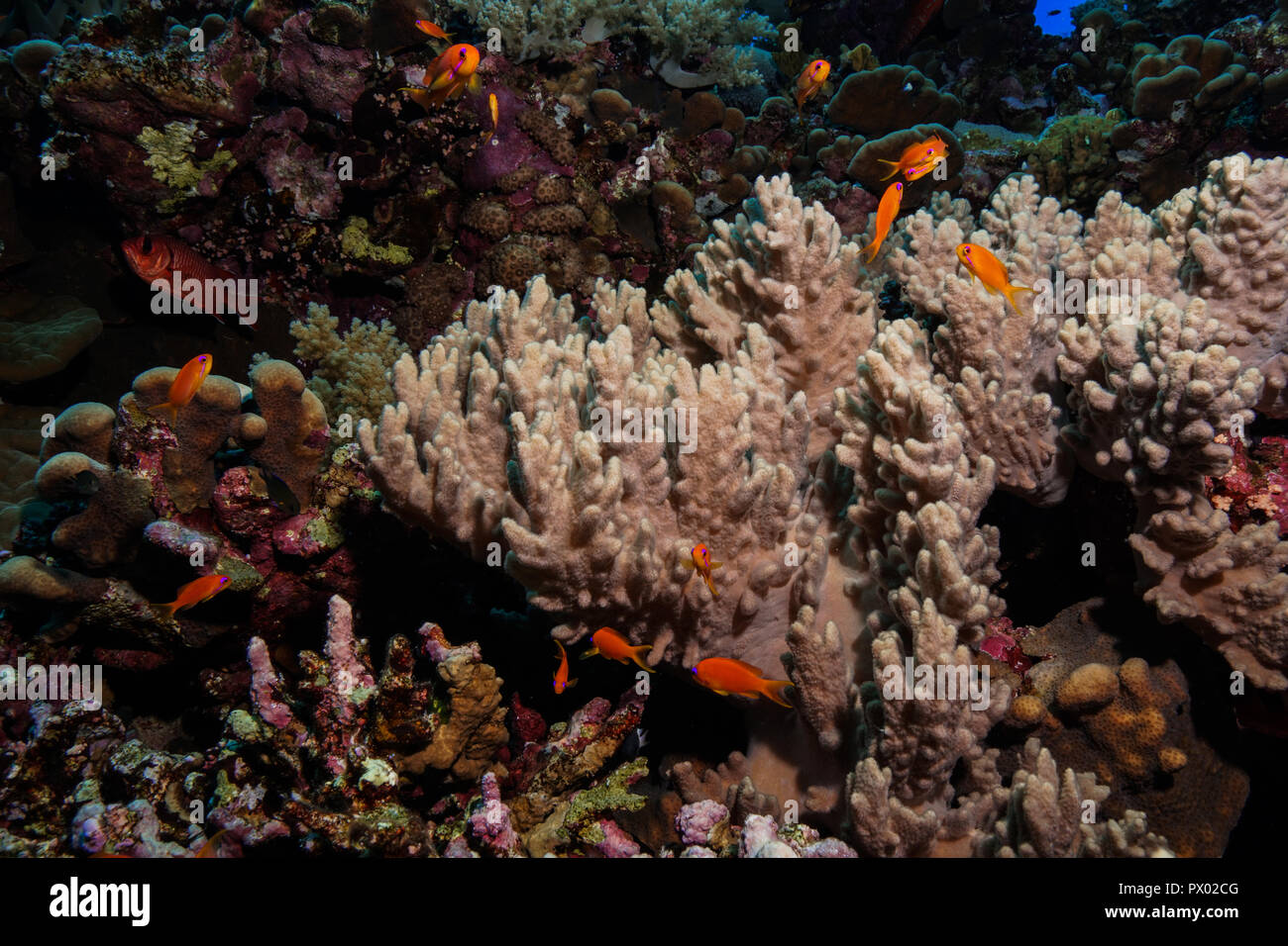 leather finger coral at the Red Sea Egypt Stock Photo - Alamy