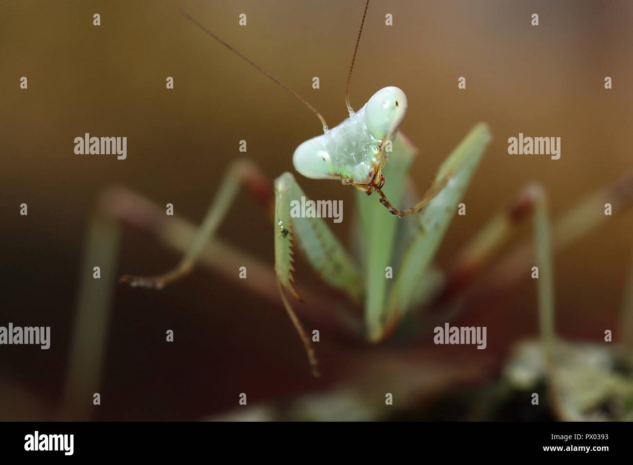 Praying mantis Giant Asian Mantis Hierodula membranacea macro close up Stock Photo - Alamy