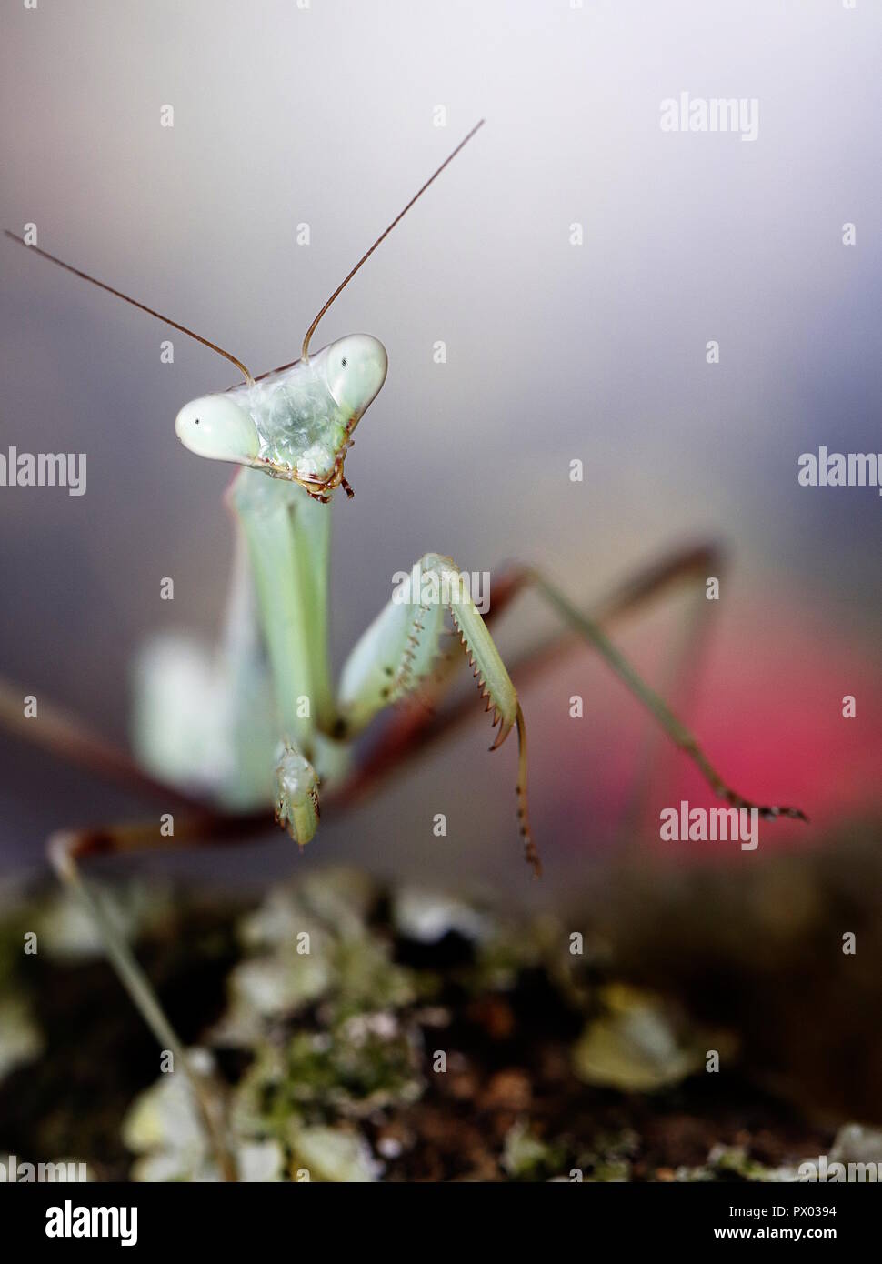 Praying mantis Giant Asian Mantis Hierodula membranacea macro close up ...