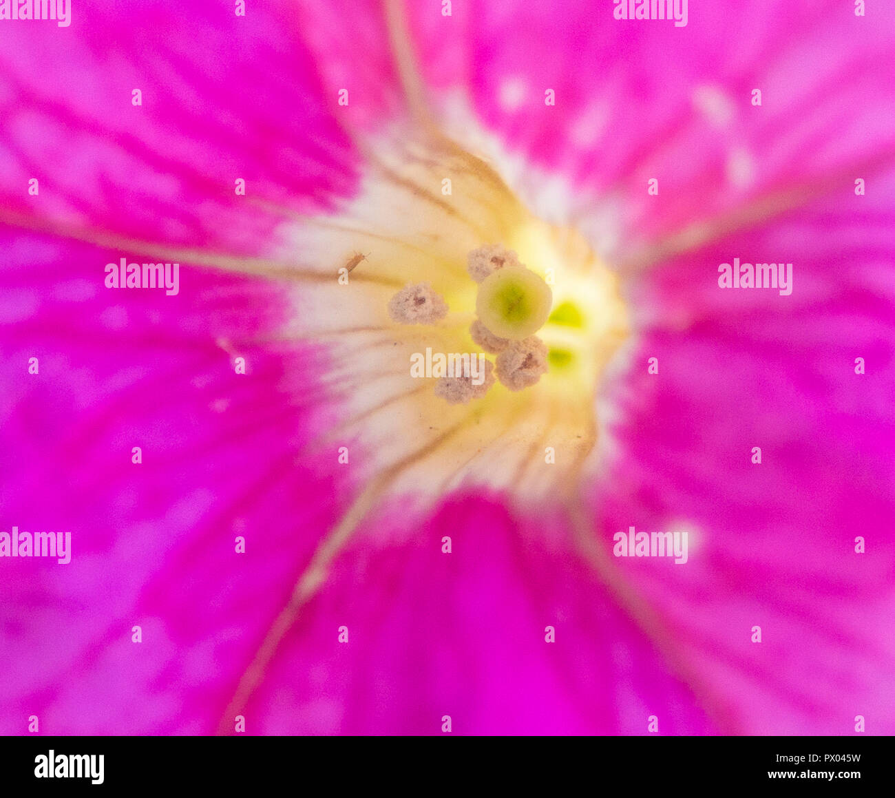 Spring Flowers with Cheerful Colors in the Athens National Garden, Feel ...