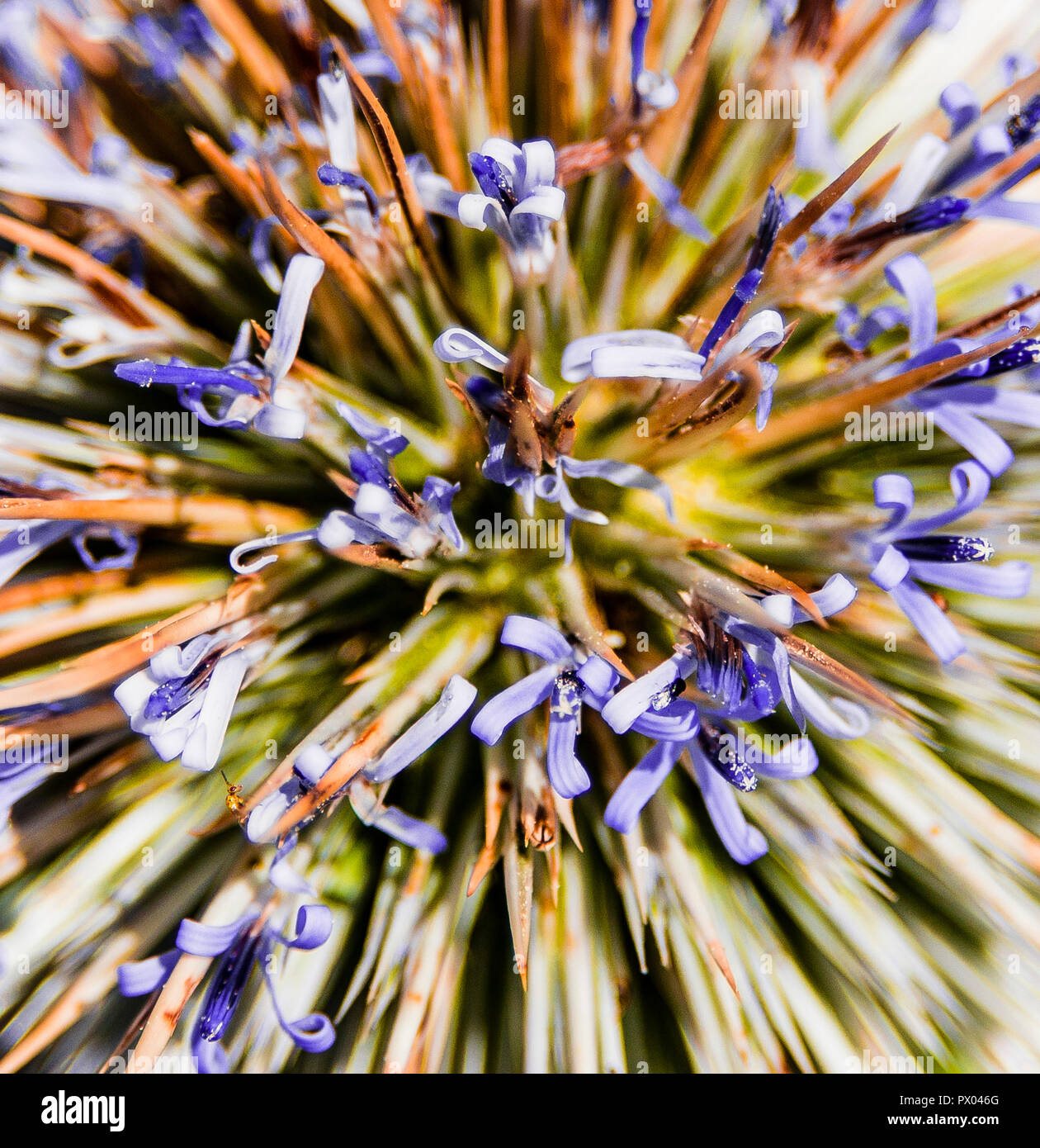 The Mesmerizing & Cheerful Colors of Nature all around us, Athens ...