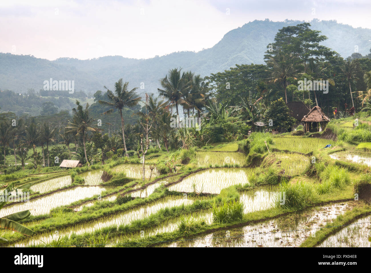 View over the rice fields near Sidemen in Bali, the most touristic ...