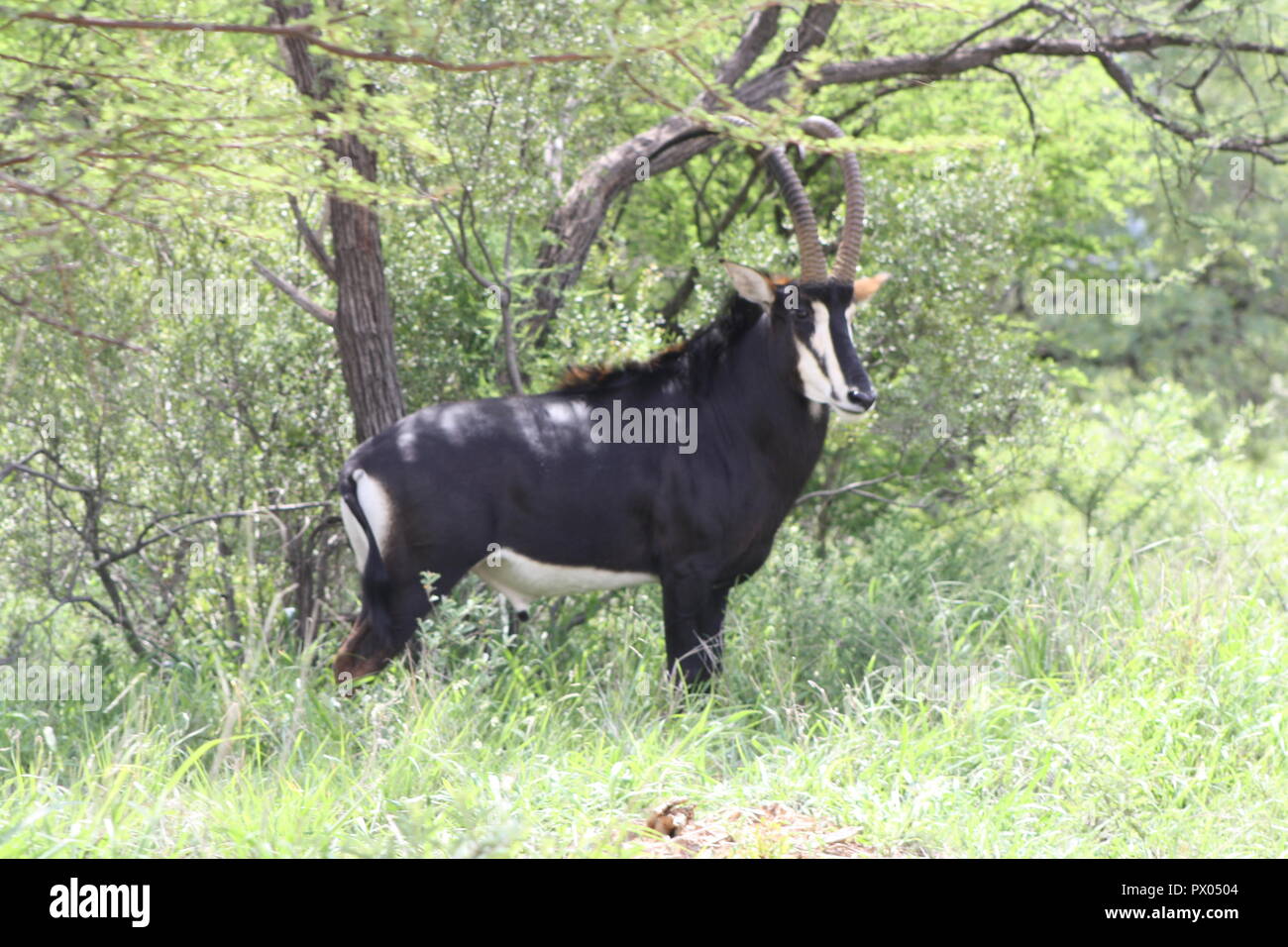 Sable Bull High Resolution Stock Photography and Images - Alamy