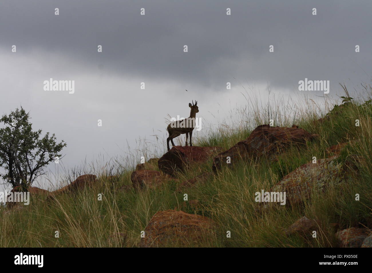 Springer antelope hi-res stock photography and images - Alamy