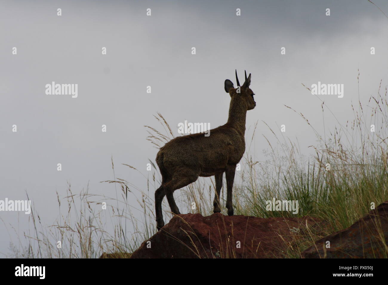 Springer antelope hi-res stock photography and images - Alamy