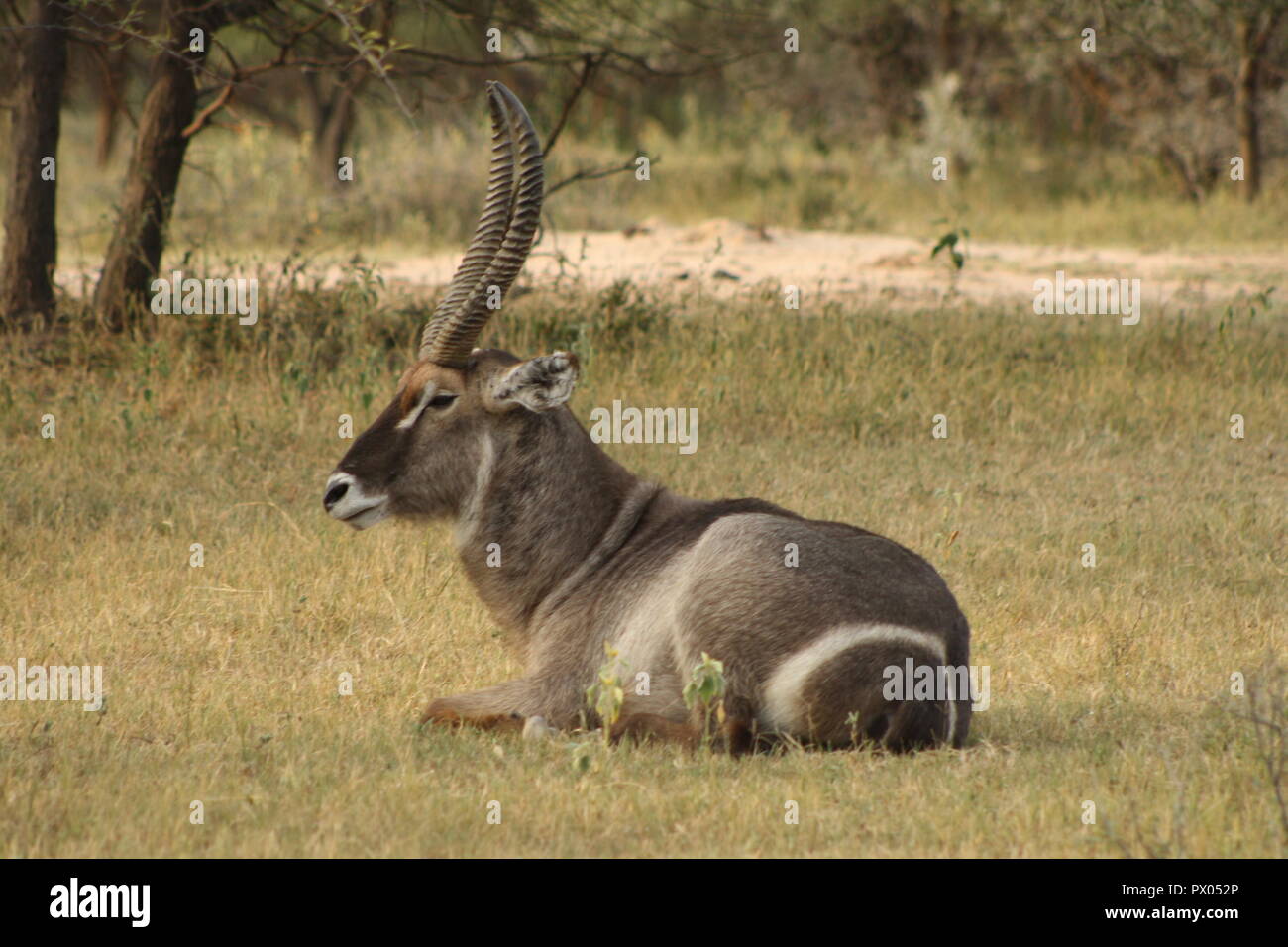 Water buck hi-res stock photography and images - Alamy