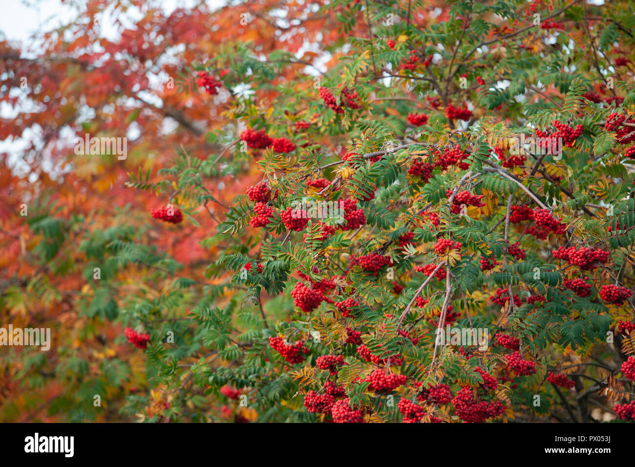 Ash fall hi-res stock photography and images - Alamy