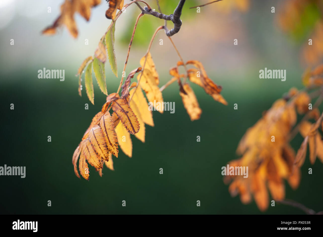 Ash fall hi-res stock photography and images - Alamy