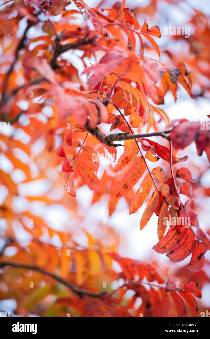 Ash fall hi-res stock photography and images - Alamy