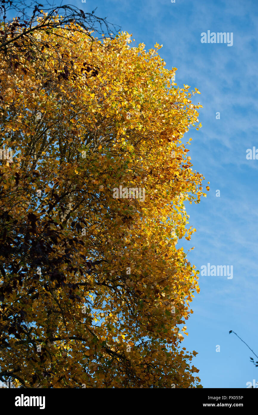 Field Maple (Acer campestre) in autumn plumage. Wiltshire, UK Stock ...