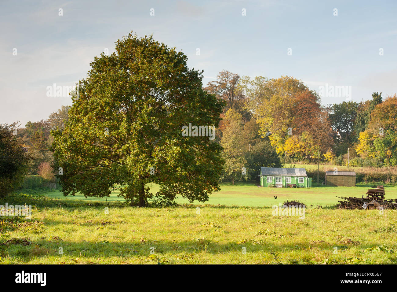 English Oak tree (Quercus robur) on edge of village playing field in ...