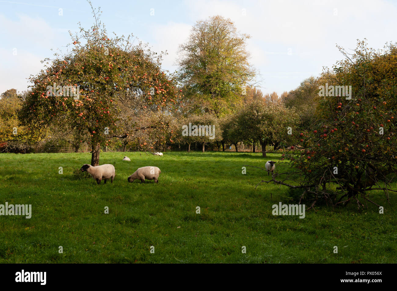 Sheep uk orchard hi-res stock photography and images - Alamy
